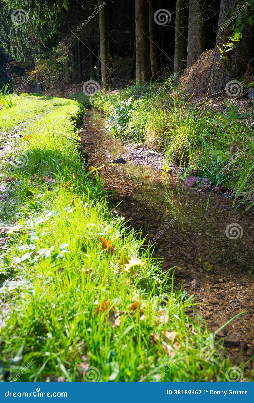 Bach im Wald stockbild. Bild von wald, sonne, relax, ufer - 38189467