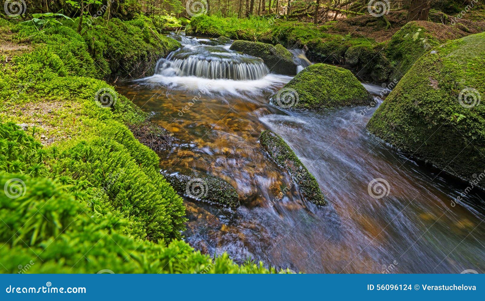 Bach im Wald stockfoto. Bild von ruhig, frech, republik - 56096124