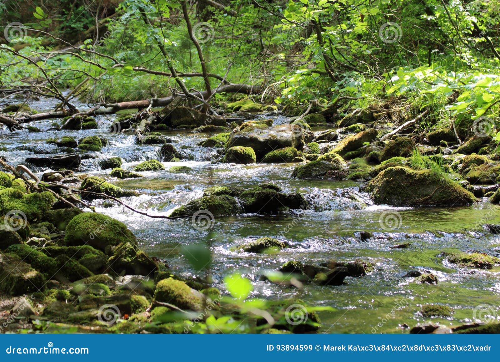 Bach Im Wald Stock Photos - Download 9,435 Images