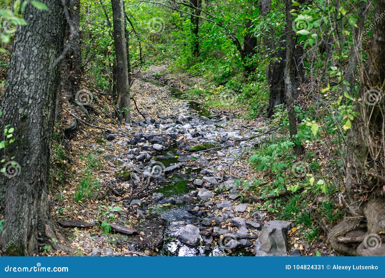 Bach Im Wald Zwischen Den Steinen Stockbild - Bild von wald, wasser ...