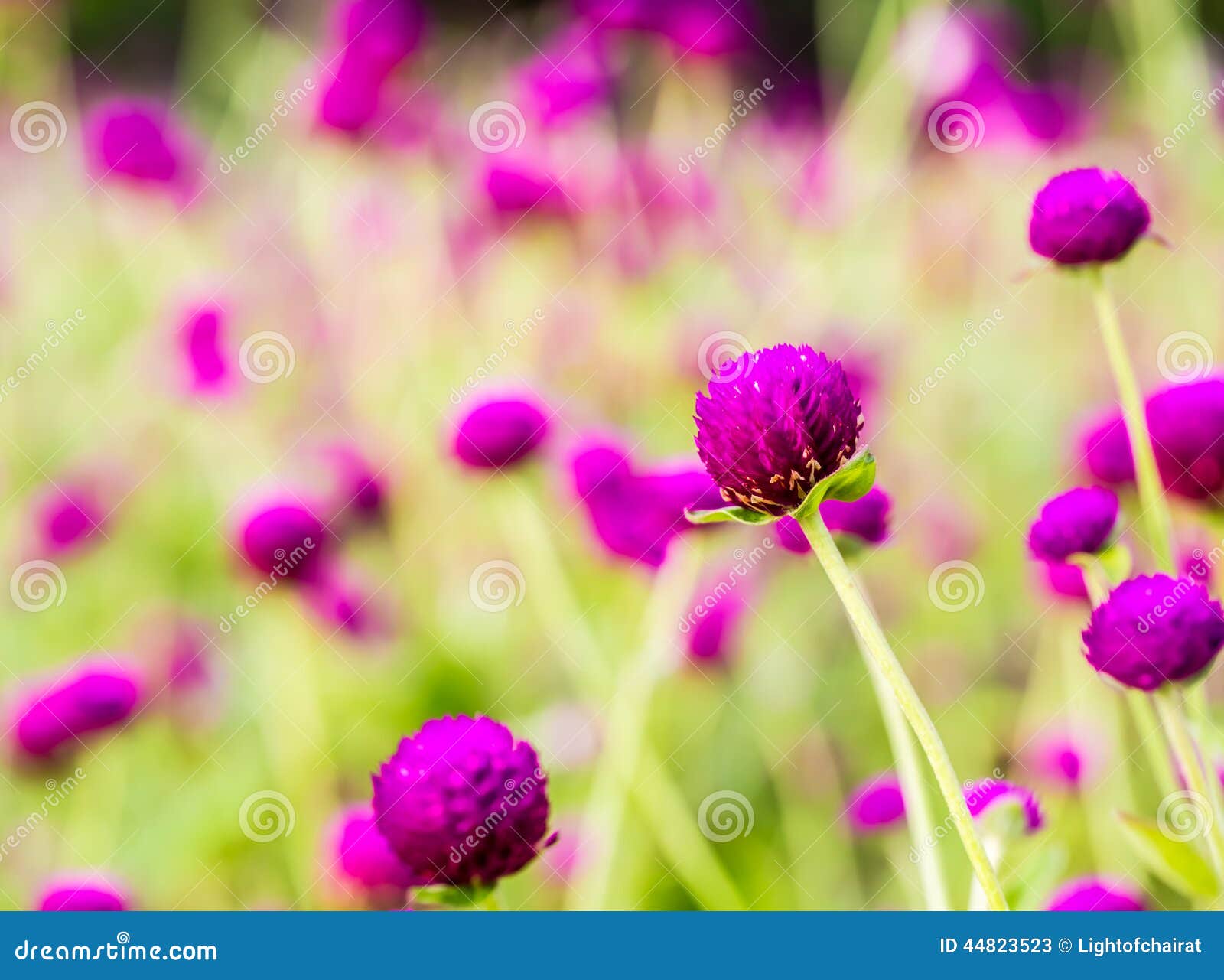 Bachelor button flower stock image. Image of fresh, macro - 44823523