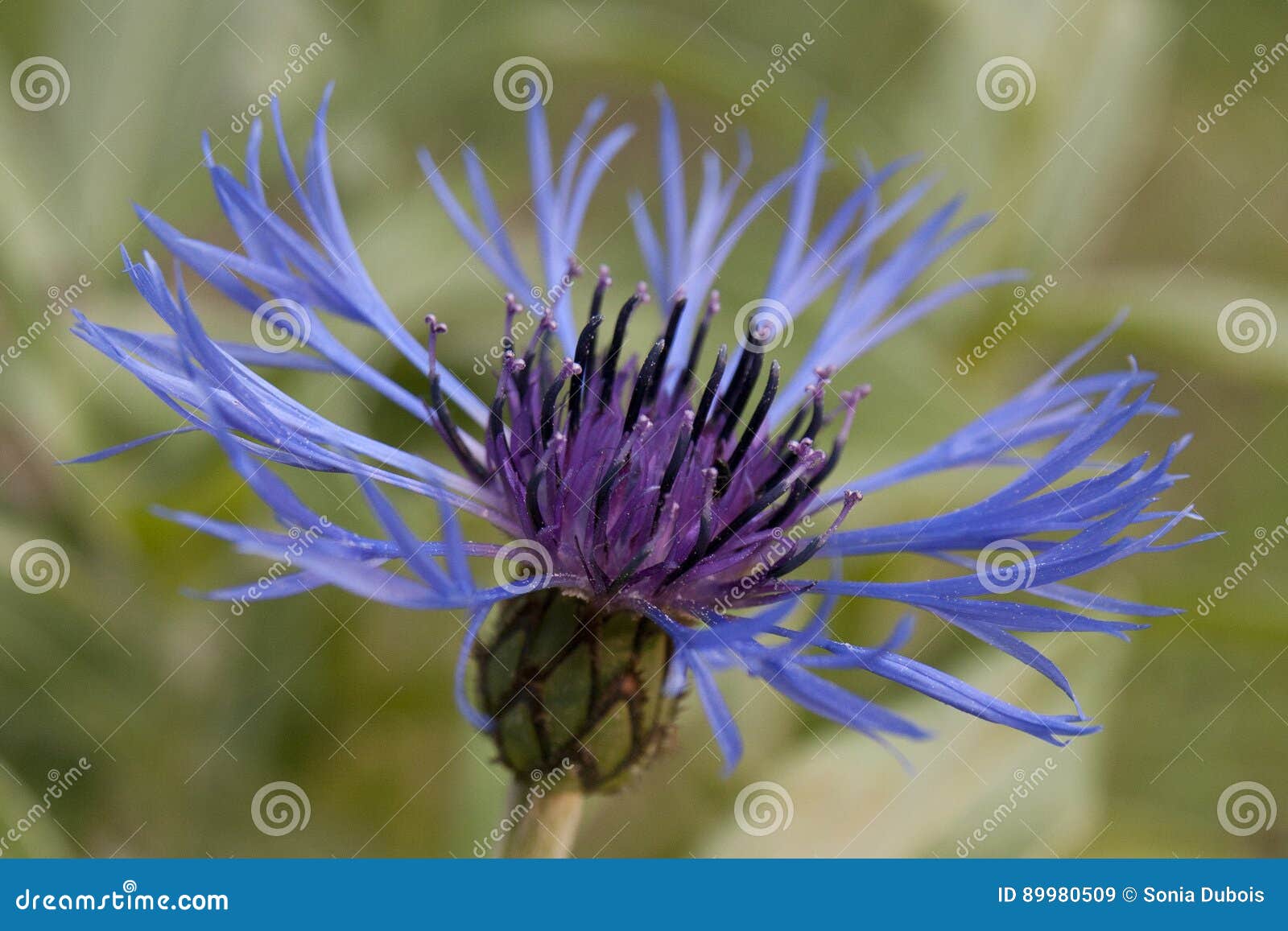 Bachelor button stock image. Image of button, bachelor - 89980509