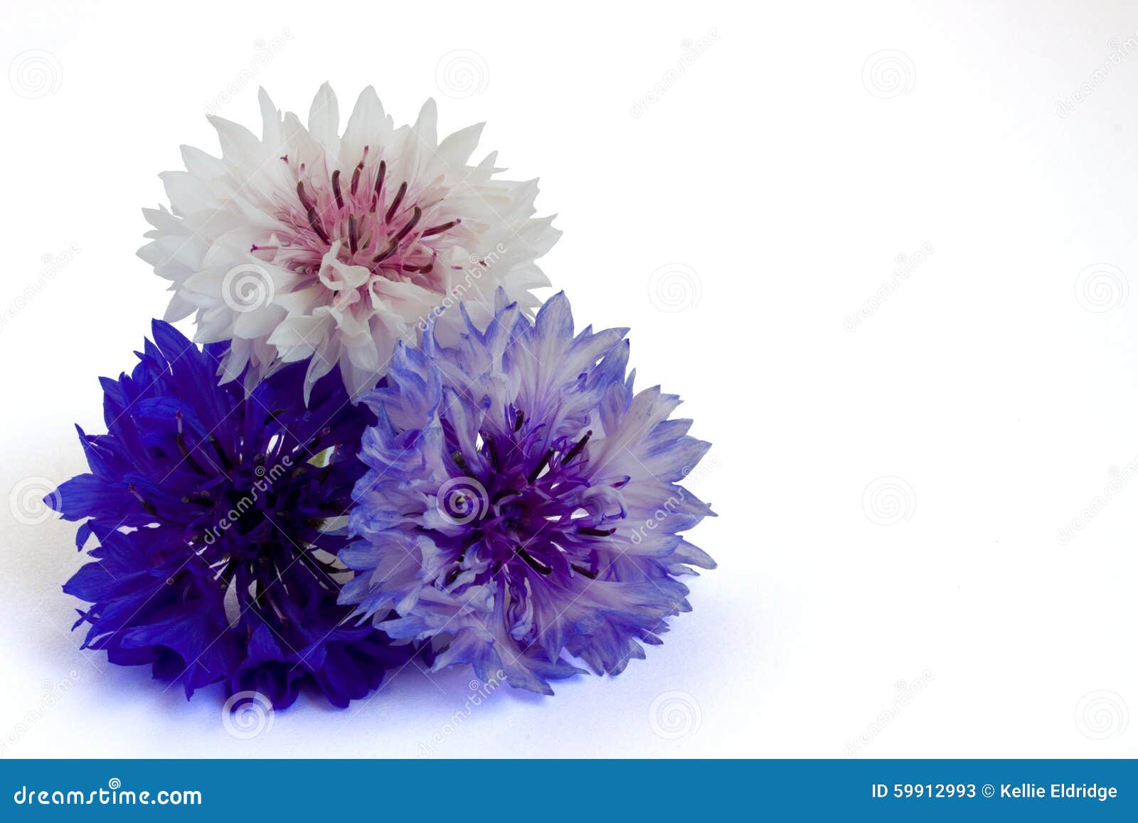 Bachelor Buttons Isolated On A White Background Royalty-Free Stock ...