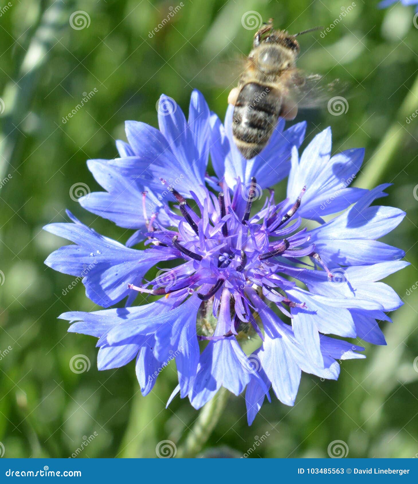 Bachelor& X27;s Button with Bee Flying Away Stock Image - Image of ...
