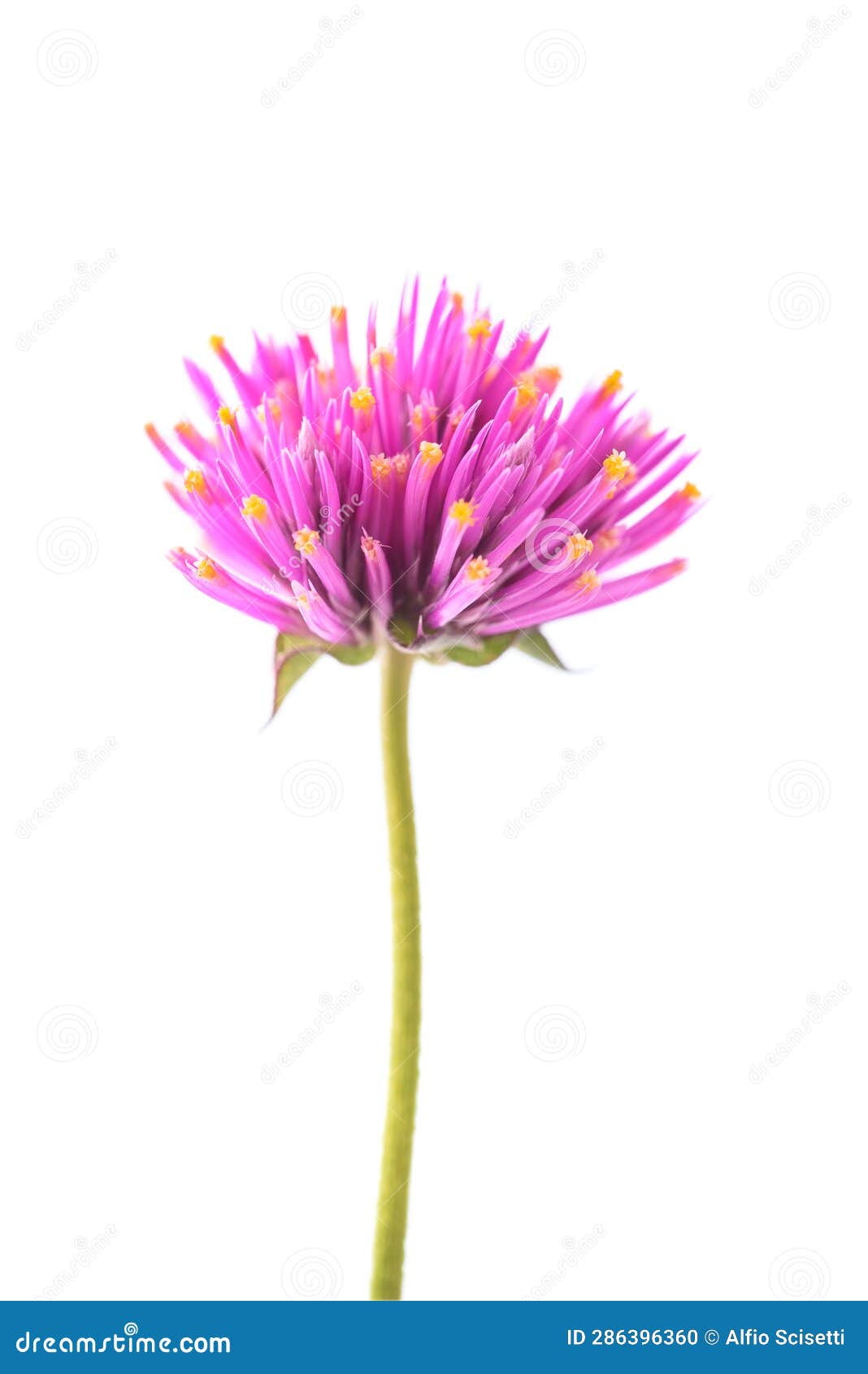 Bachelor s button flowers stock photo. Image of pink - 286396360