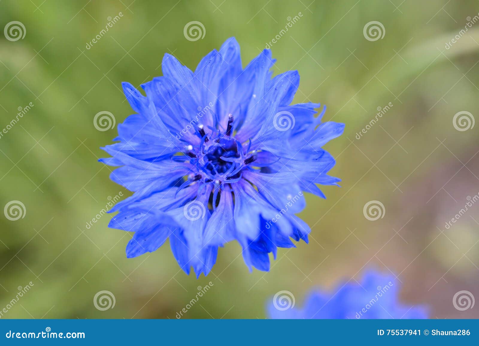 Bachelor S Button Purple Wildflower in Field Stock Image - Image of ...