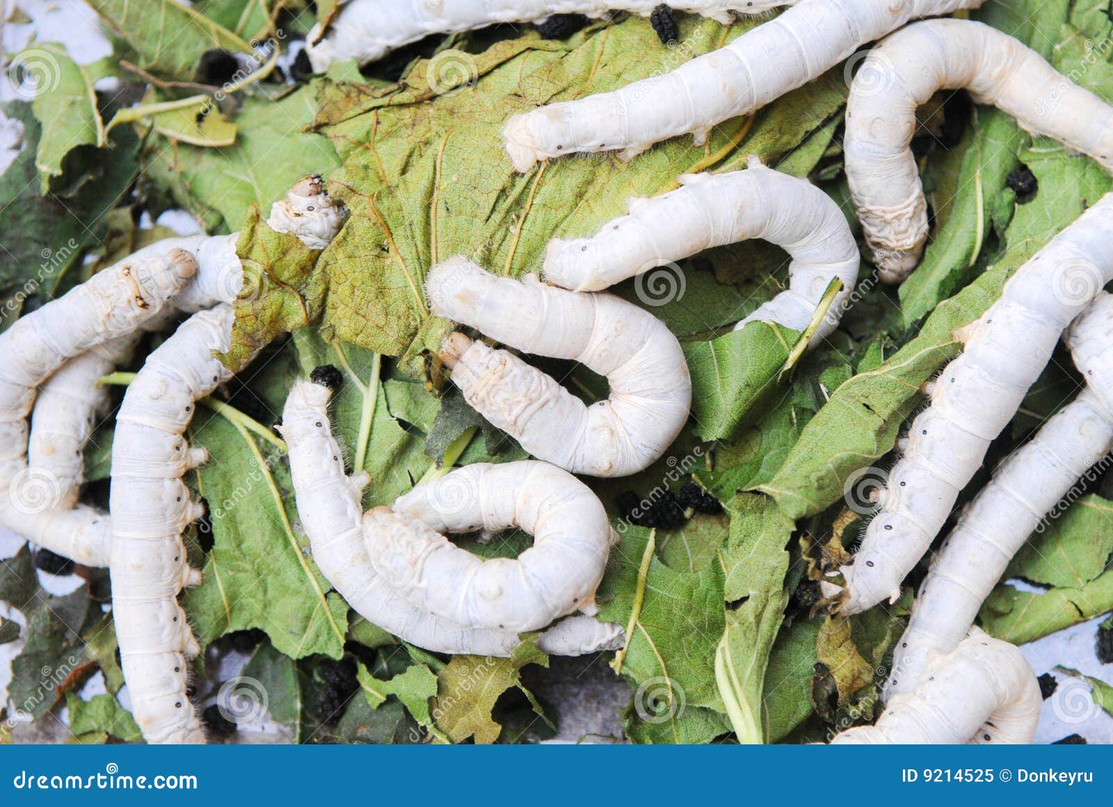 Bachi Da Seta Sui Fogli Di Mubbery Immagine Stock - Immagine di ...