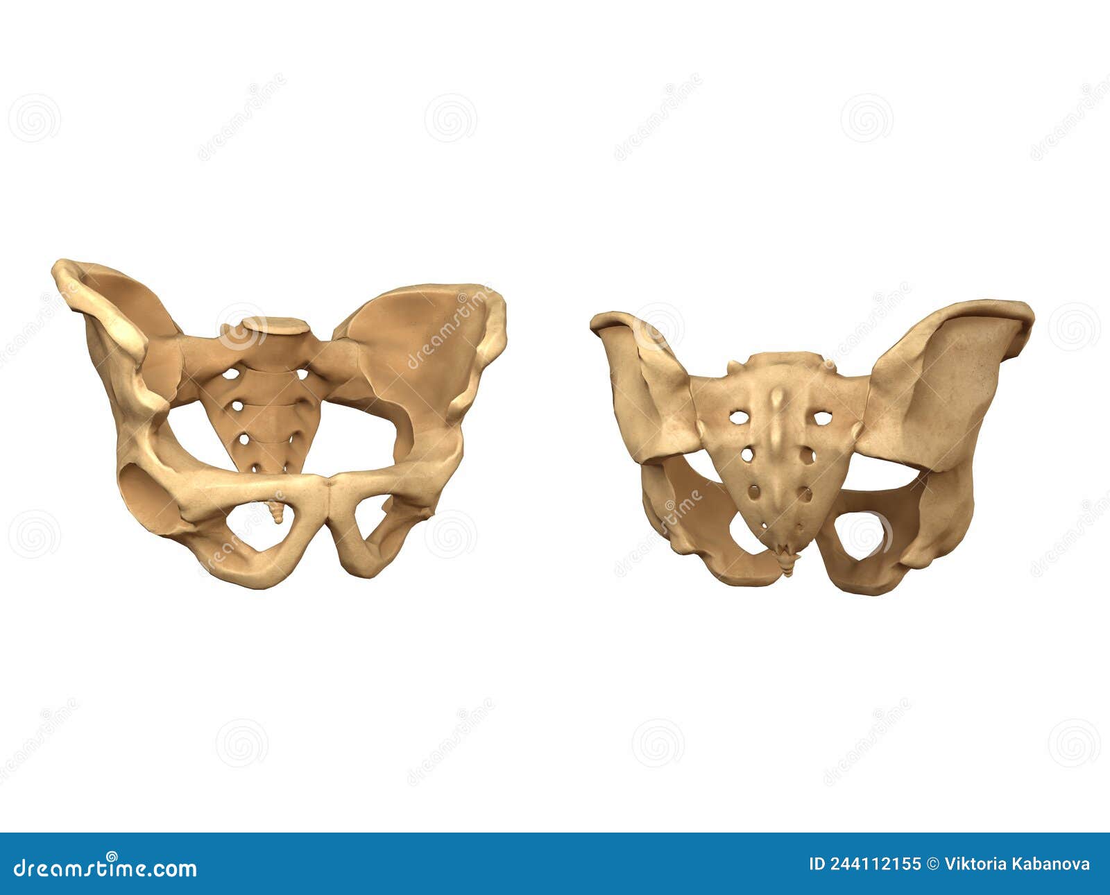 Bacia humana ilustração stock. Ilustração de quadril - 244112155