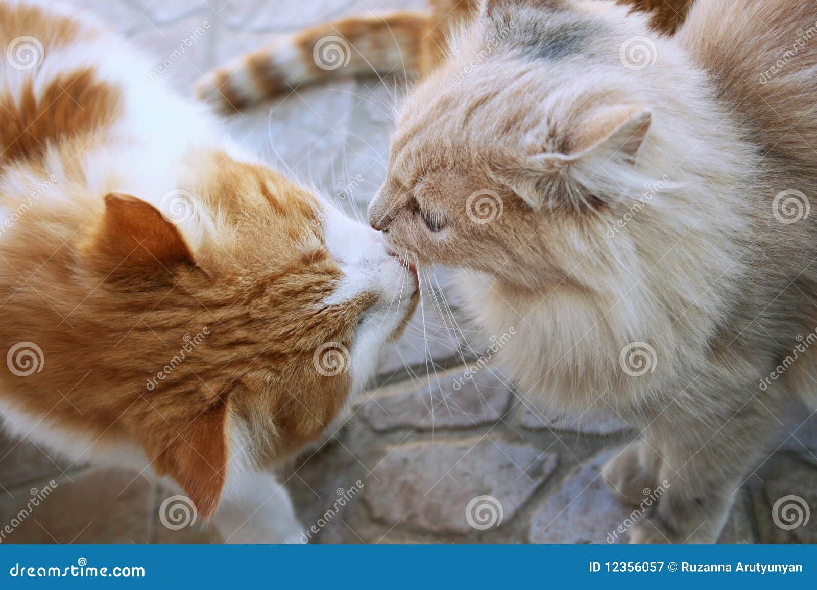 Baciare i gatti immagine stock. Immagine di felino, animale - 12356057