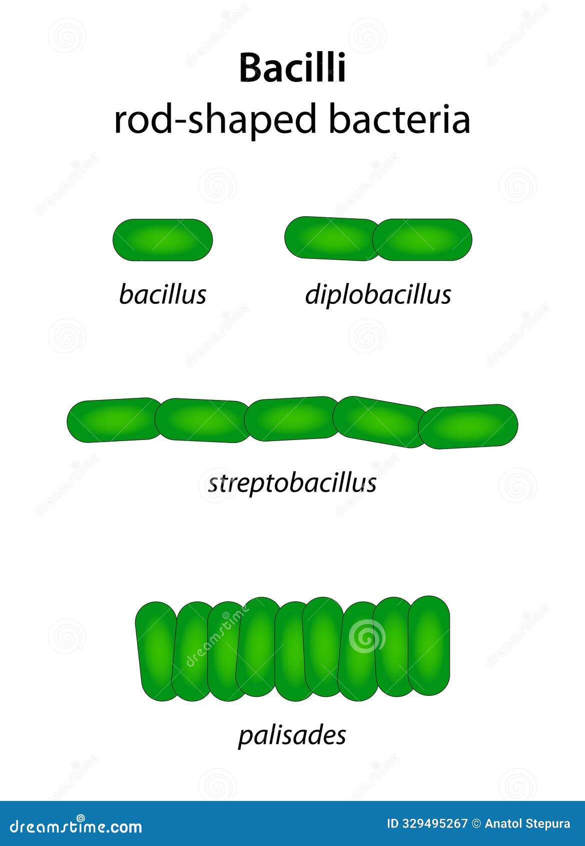 Types Of Bacilli Bacteria Vector Illustration | CartoonDealer.com ...