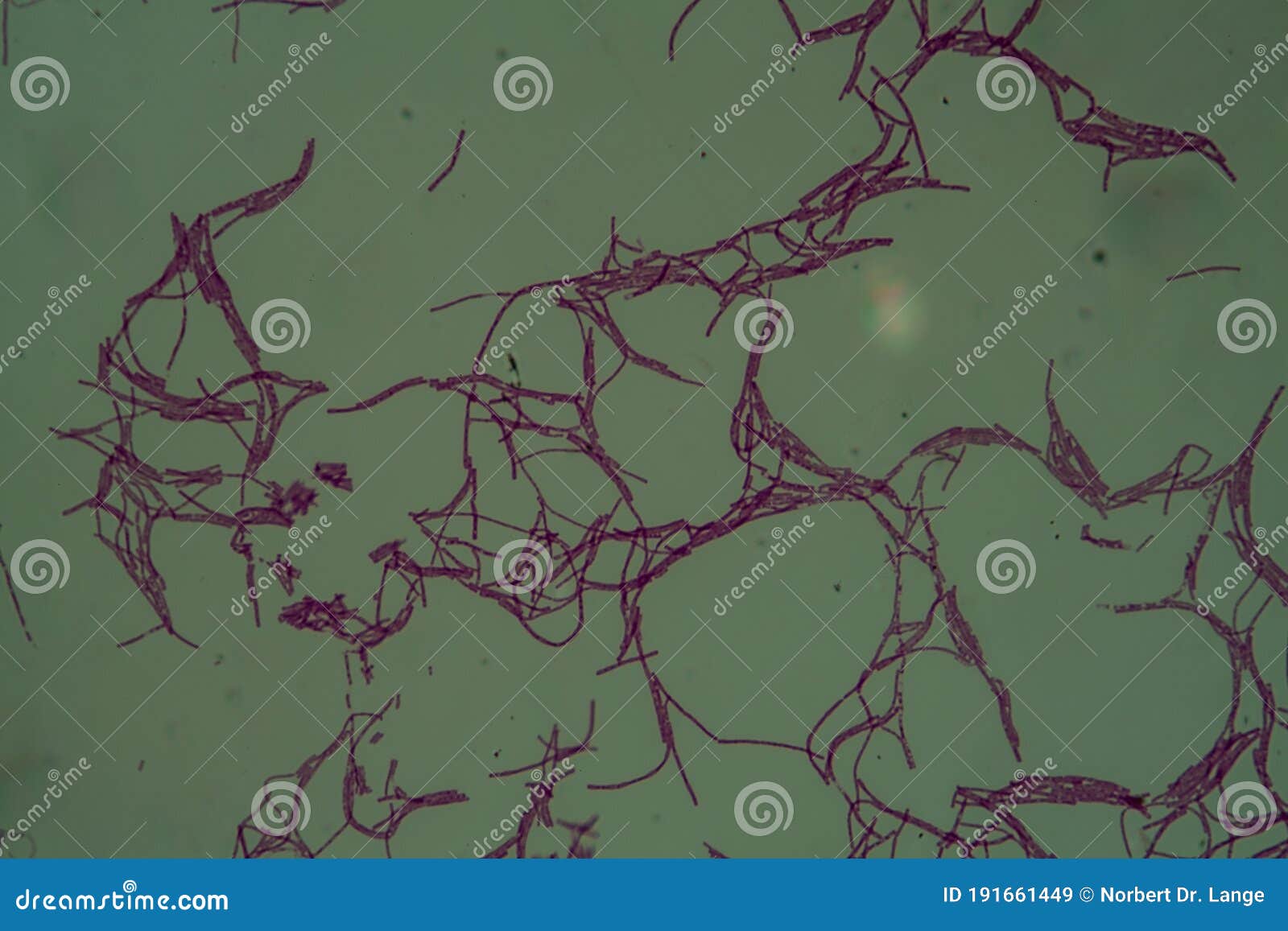 Microscopy Of Bacillus And Other Bacteria Growing On Nutrient Agar ...
