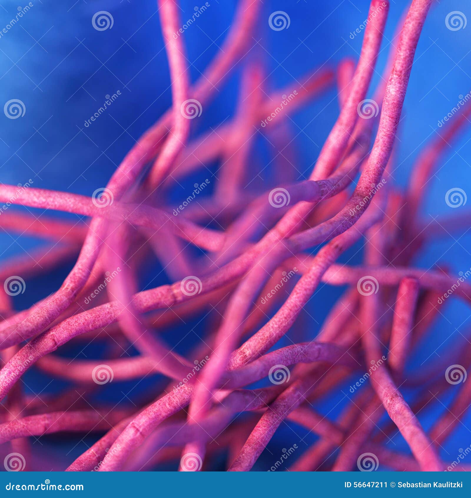 Bacillus Anthracis, Pathogen. Rod-shaped, Gram-positive Bacteria ...