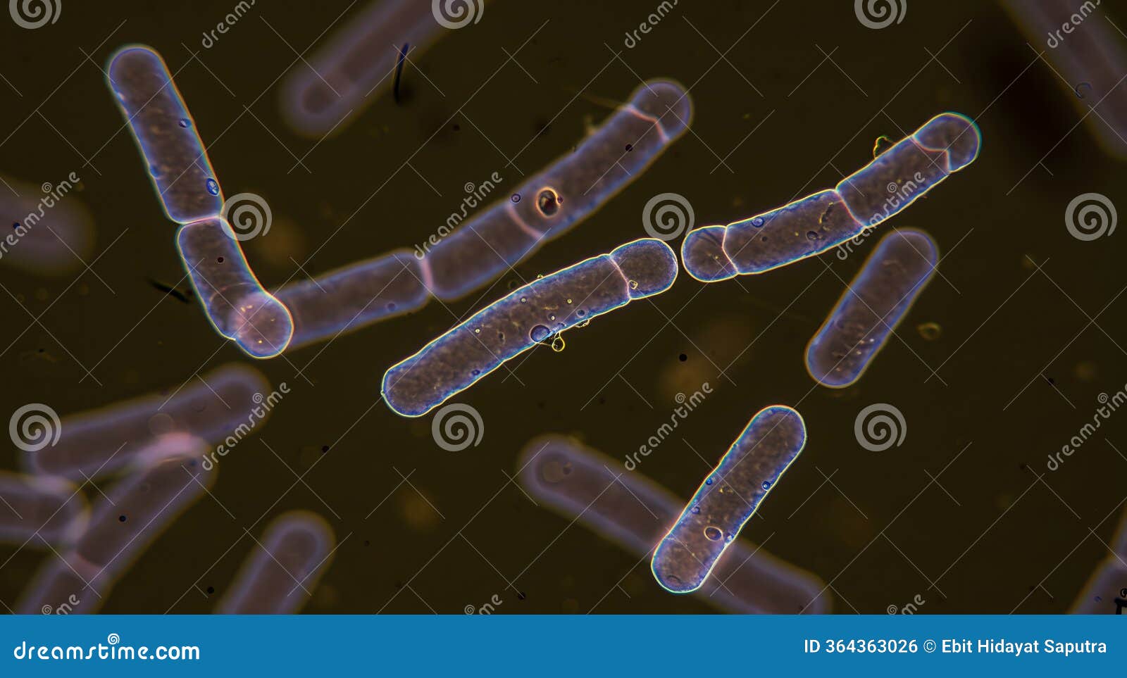 Bacillus Bacteria Structure 3D Modeling PSD File Realistic Isolated ...