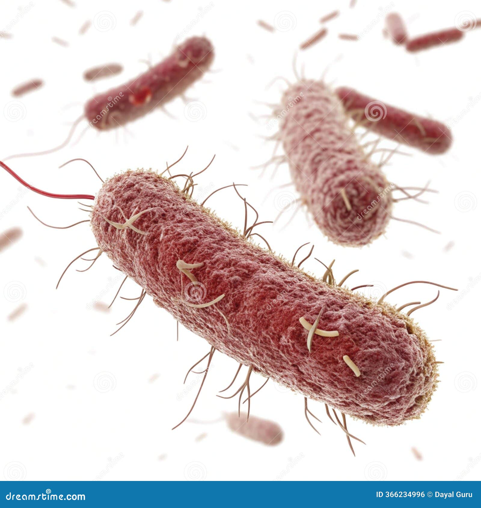 Bacillus Bacteria Isolated On White Background Stock Illustration ...