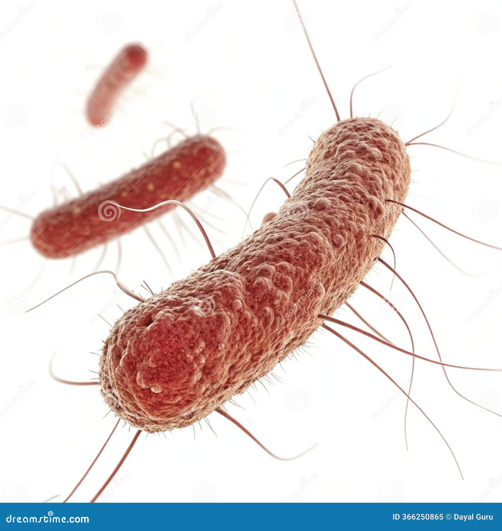 Bacillus Bacteria Isolated On White Background Stock Illustration ...