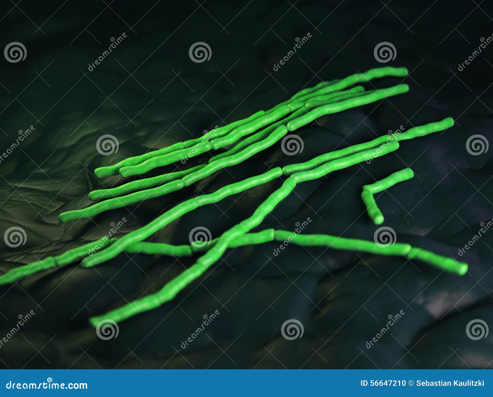 The Bacillus cereus stock illustration. Illustration of green - 56647210