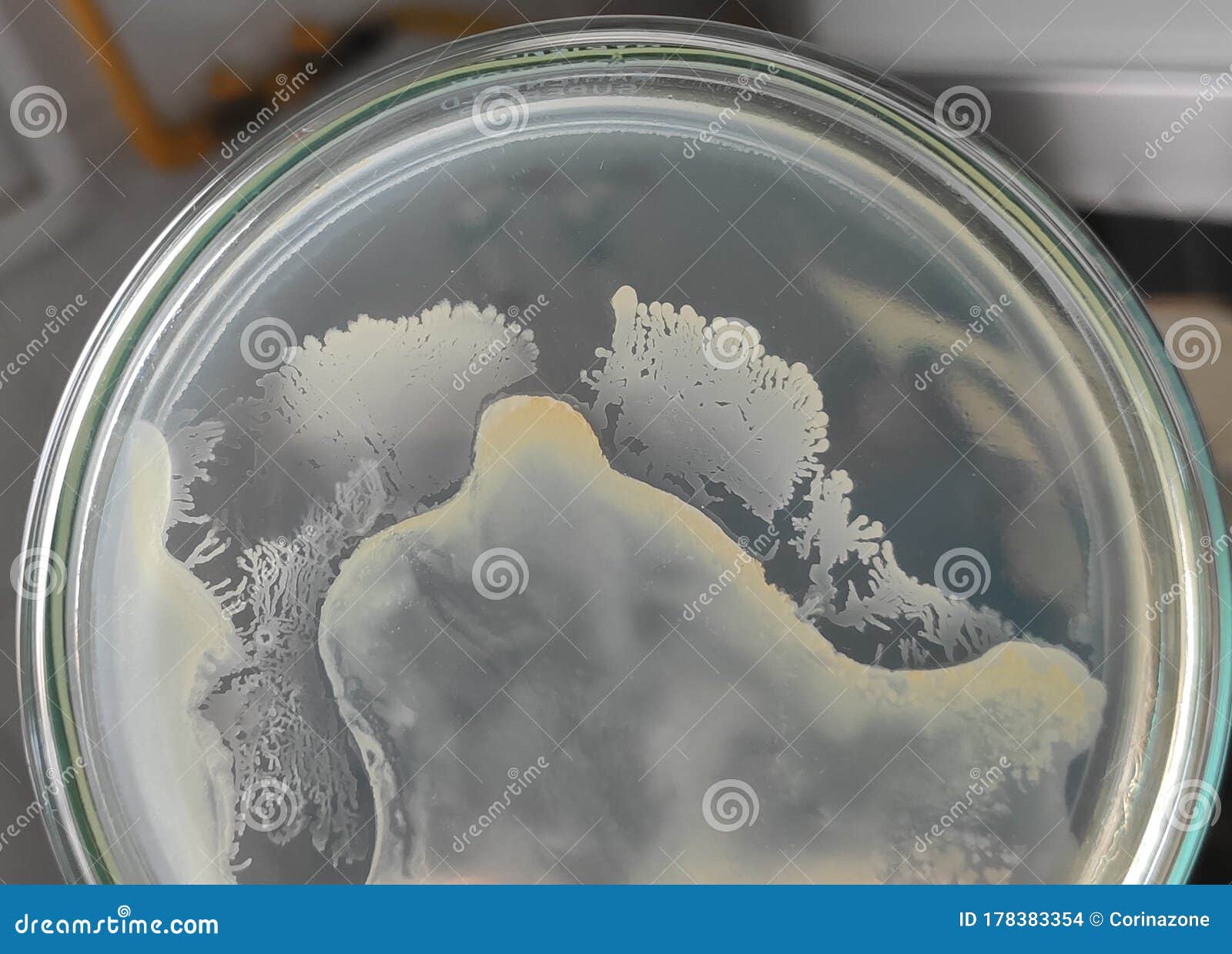 Bacillus Genus Bacteria Growing from a Sample Stock Photo - Image of ...