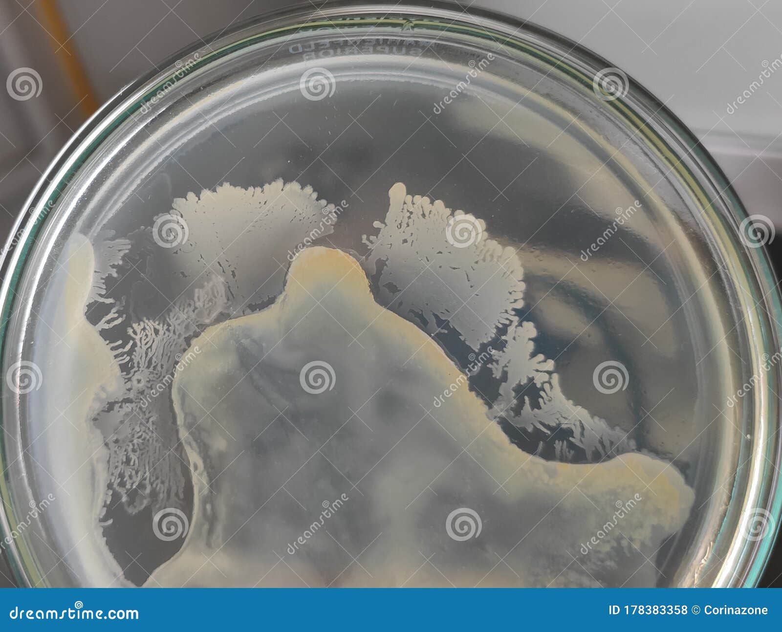 Bacillus Genus Bacteria Growing from a Sample Stock Photo - Image of ...