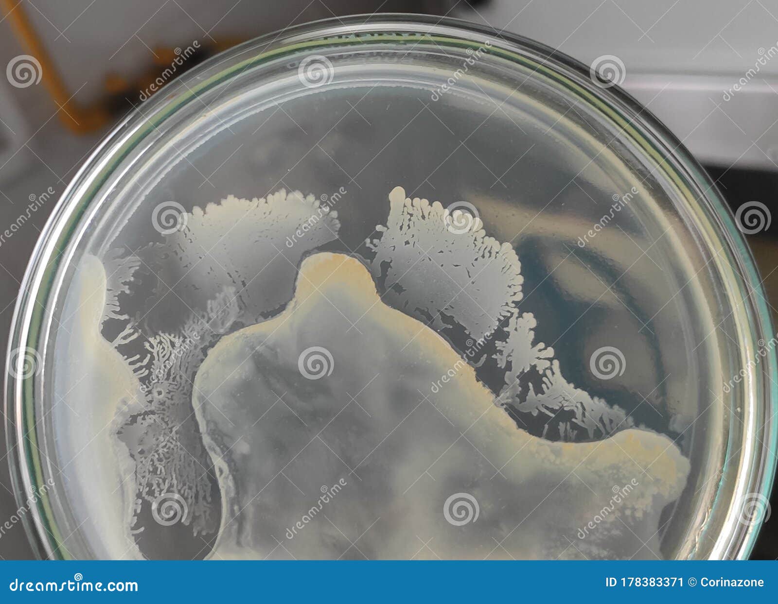 Bacillus Genus Bacteria Growing from a Sample Stock Image - Image of ...