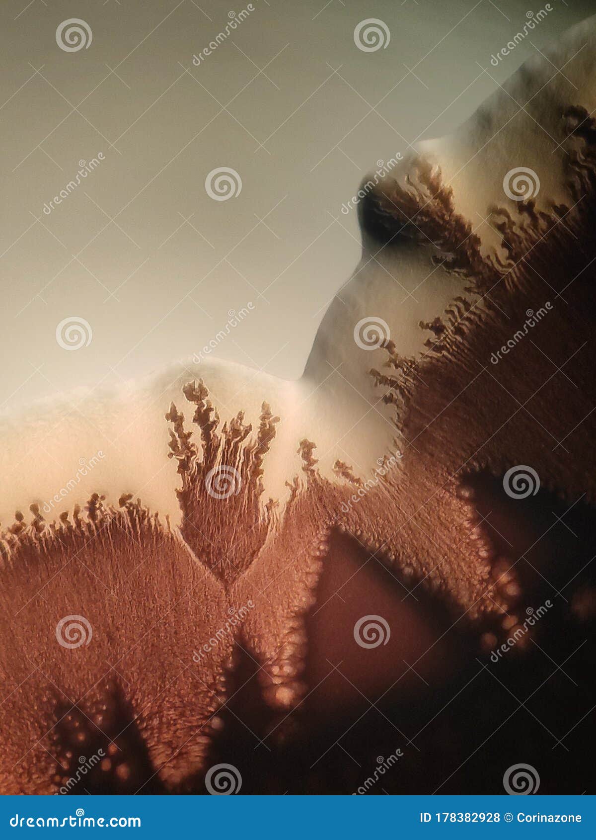 Bacicclus Genus Bacteria Growing in Round Shaped Colonies Stock Photo ...