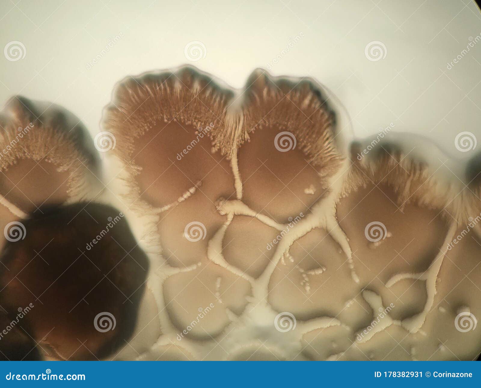 Bacicclus Genus Bacteria Growing in Round Shaped Colonies Stock Image ...