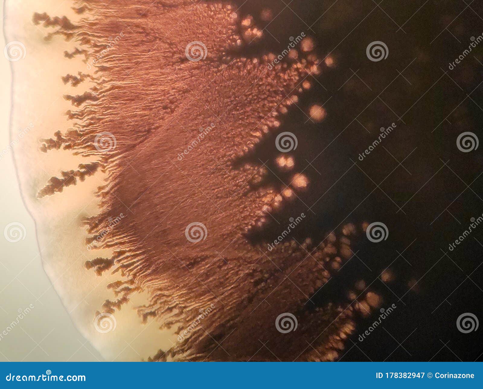 Bacicclus Genus Bacteria Growing in Round Shaped Colonies Stock Image ...