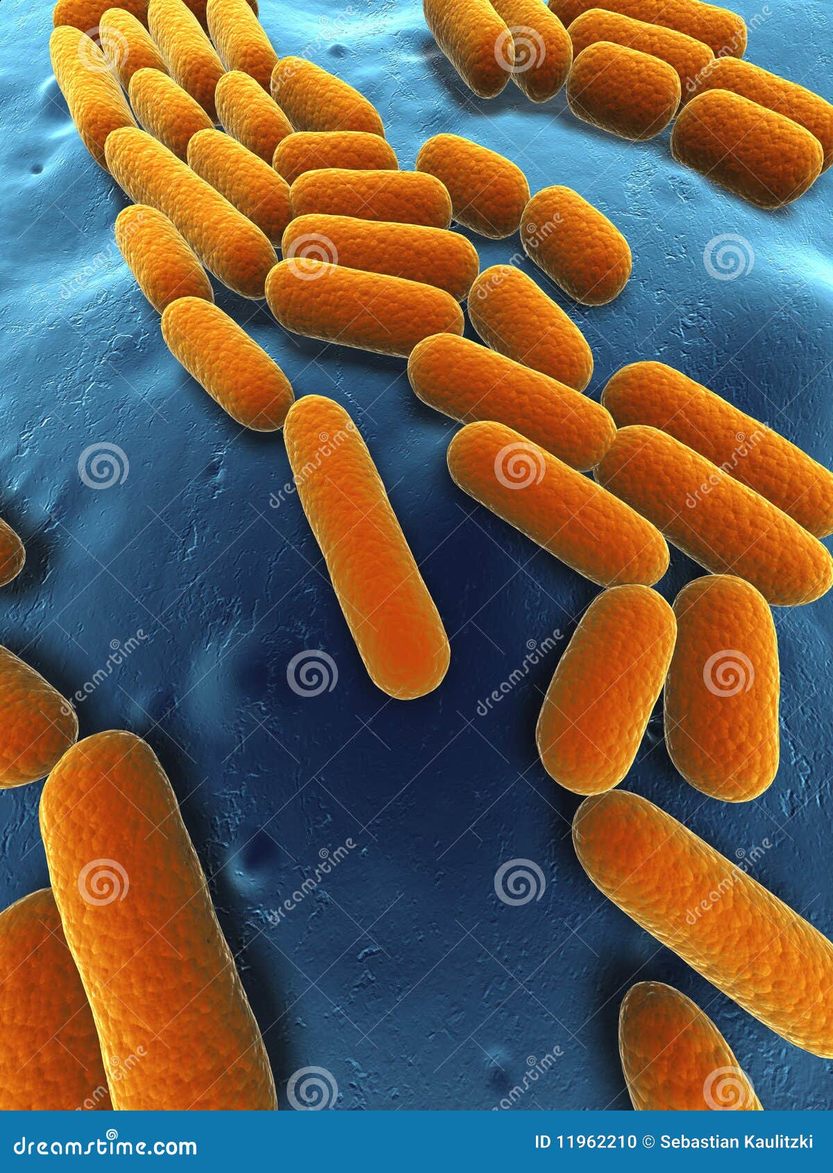 Bacillus Subtilis, Gram-positive Bacteria, Used As Fungicides On Plants ...