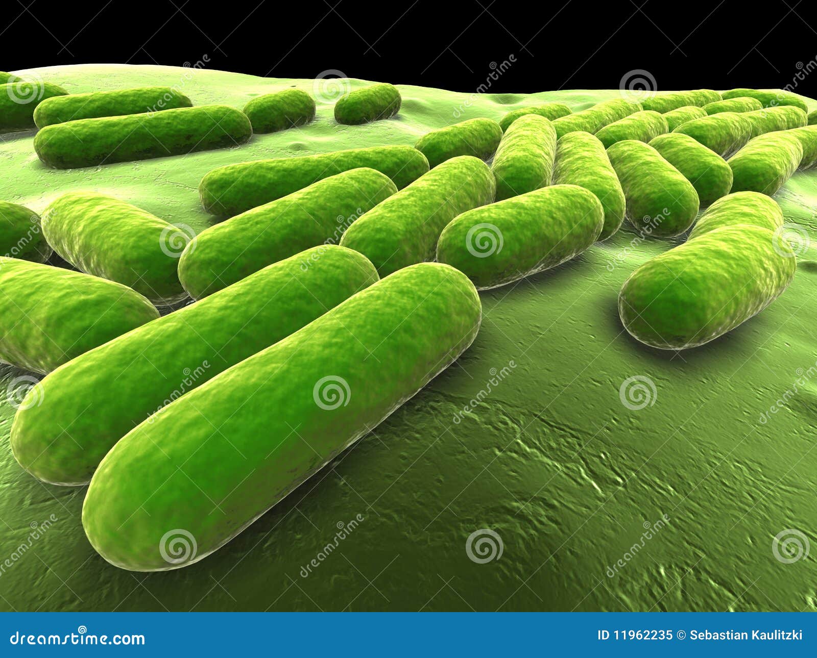 Bacillus Subtilis, Gram-positive Bacteria, Used As Fungicides On Plants ...