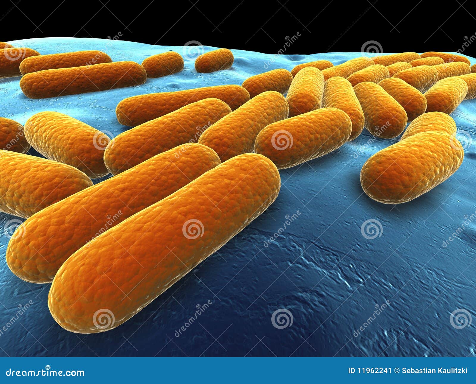 Bacillus subtilis stock illustration. Illustration of bacteria - 11962241