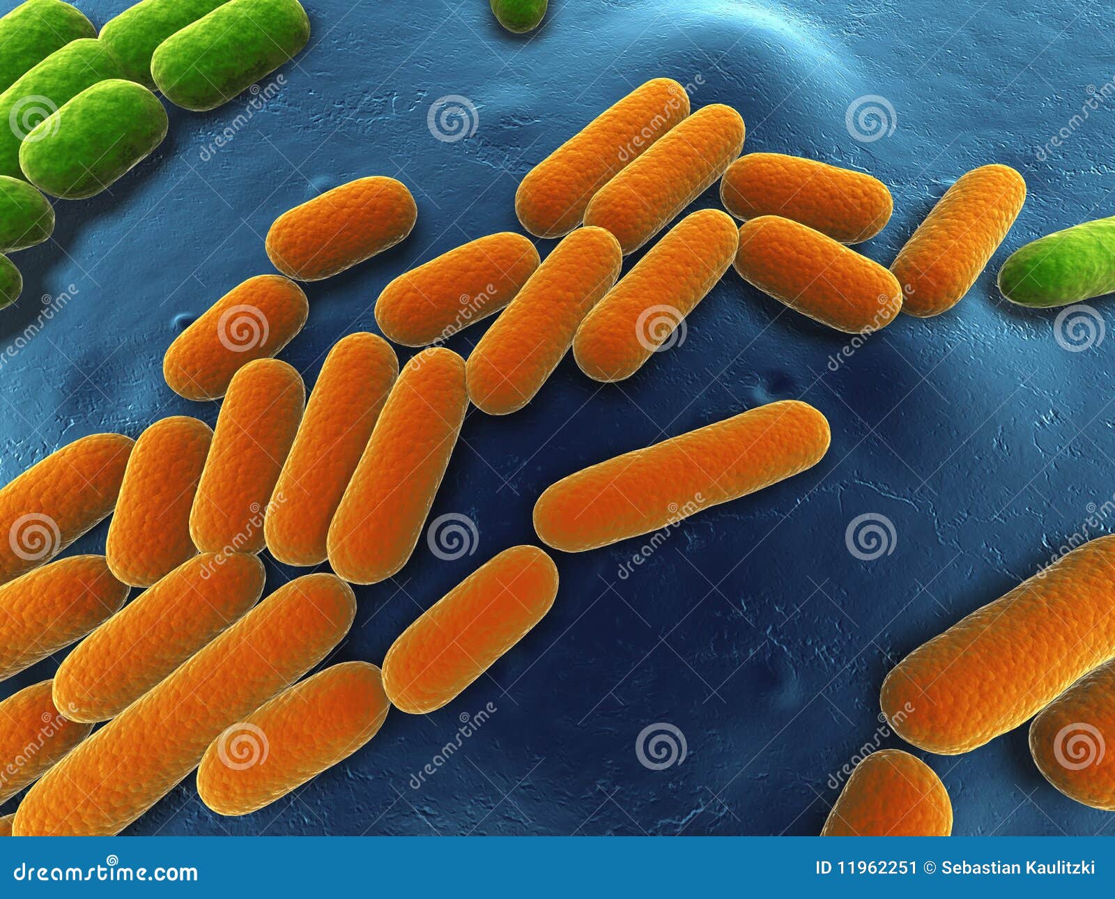 Bacillus Subtilis Broth