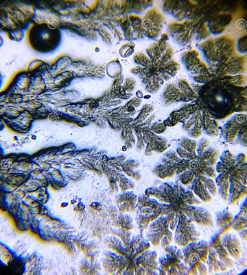 Bacillus Subtilis Beautiful Bacterial Growth Under the Microscope Stock ...