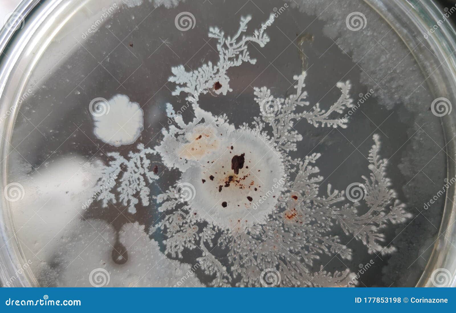 Bacillus Sp. On TSA Agar Plate . Colony Bacteria On Agar Plate. Royalty ...