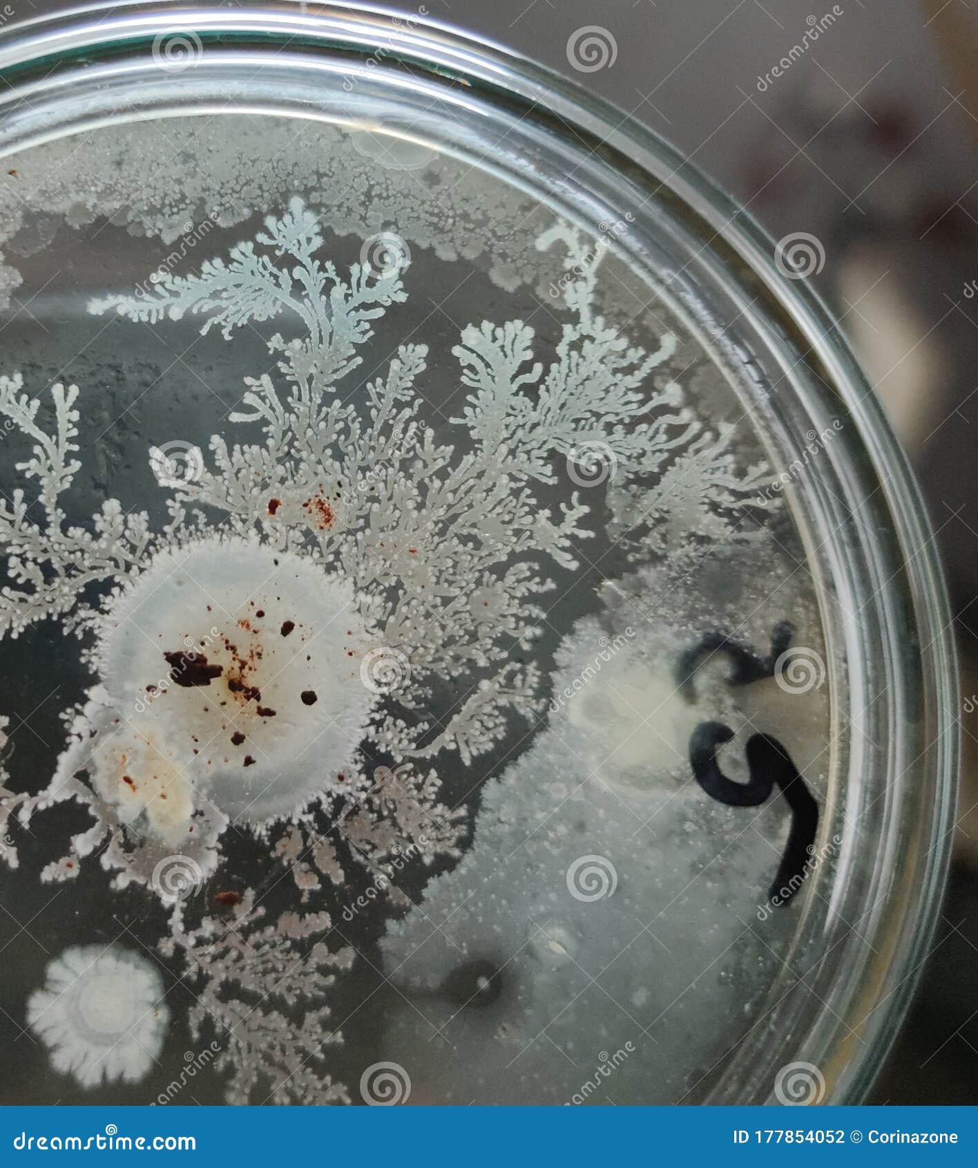 Bacillus Subtilis Colonies on Saboraud Dextrose Agar Medium Stock Photo ...