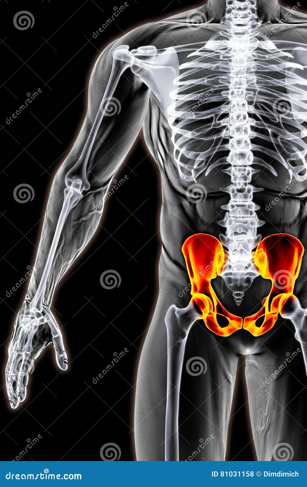 Bacino illustrazione di stock. Illustrazione di anatomico - 81031158