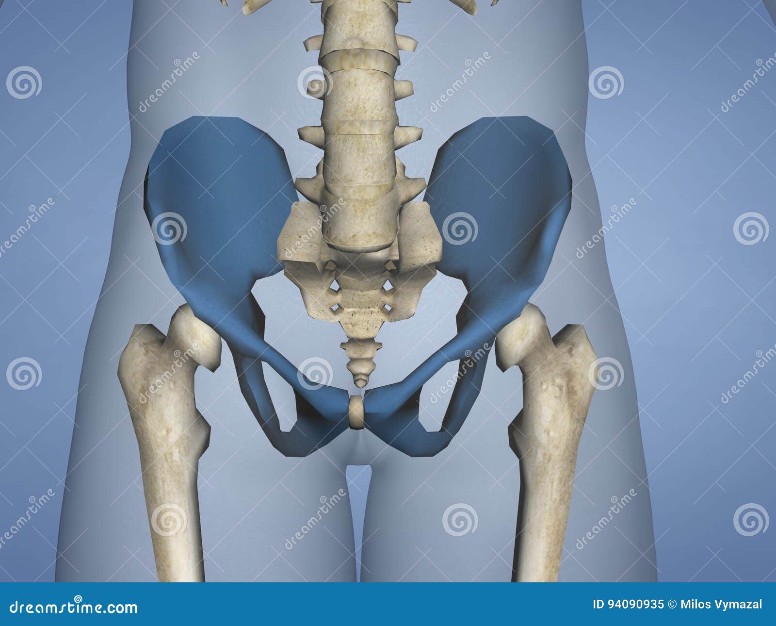 Bacino 1, modello 3D illustrazione di stock. Illustrazione di corpo ...