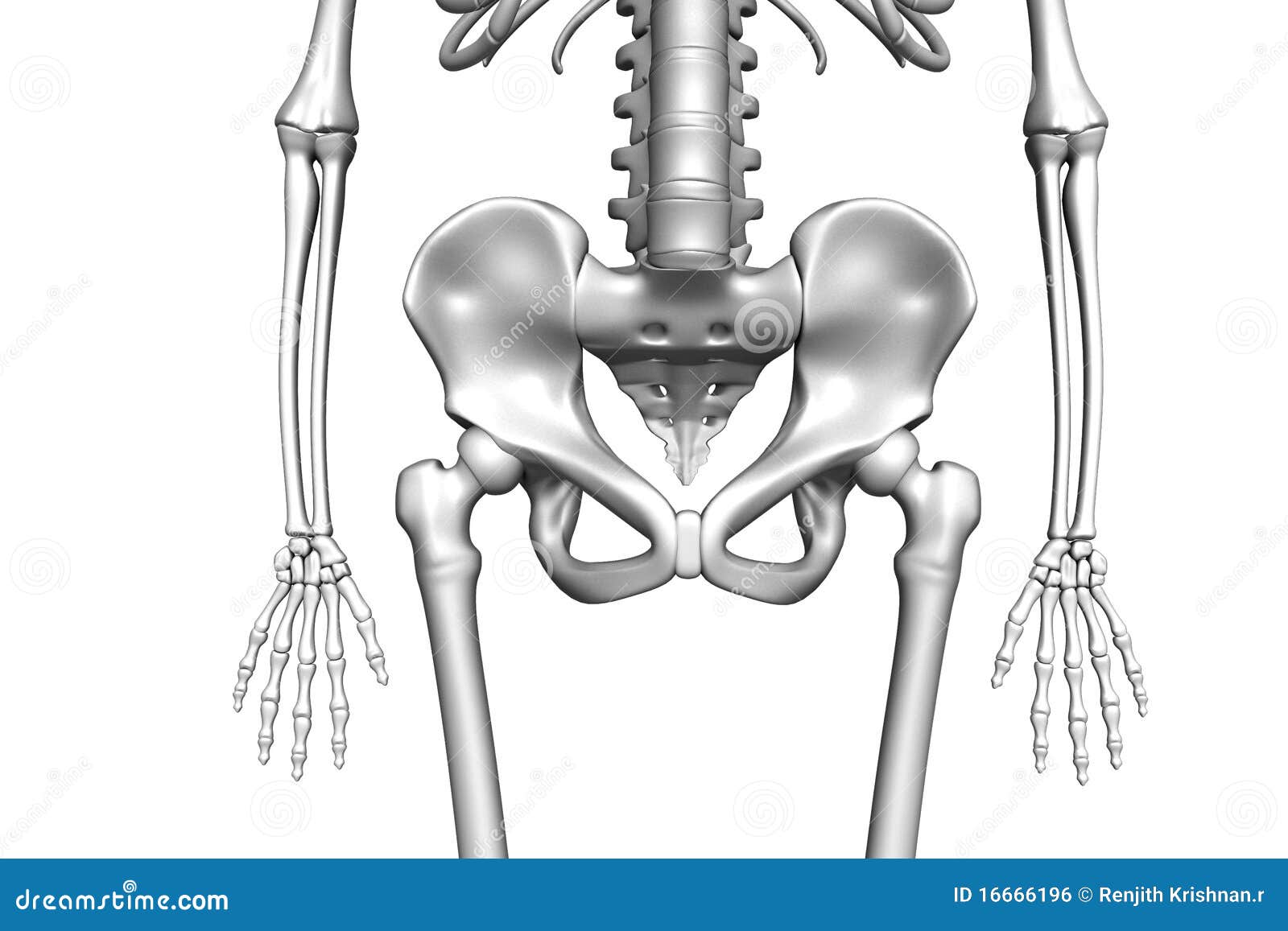 Bacino Umano Immagine Stock Libera da Diritti - Immagine: 16666196