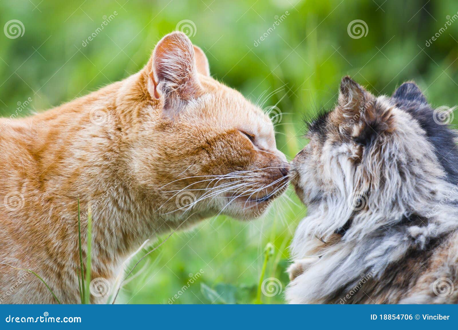 Bacio del gatto fotografia stock. Immagine di colore - 18854706