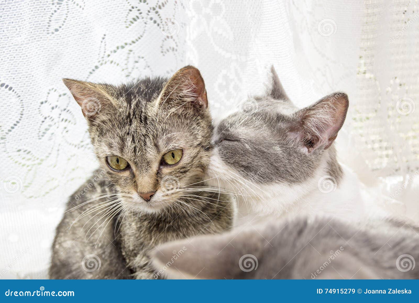 Bacio del gatto di amore immagine stock. Immagine di sussurro - 74915279