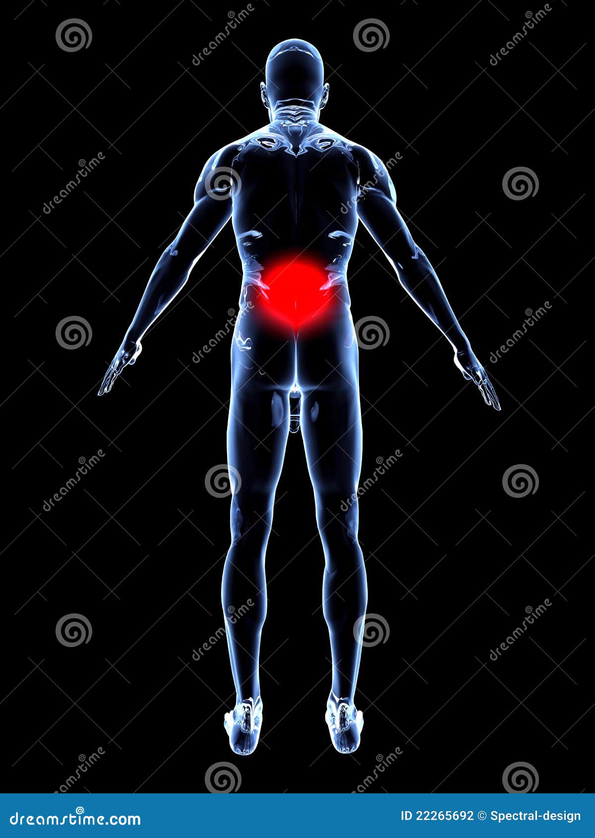 Back Ache - Anatomy stock illustration. Illustration of medicine - 22265692