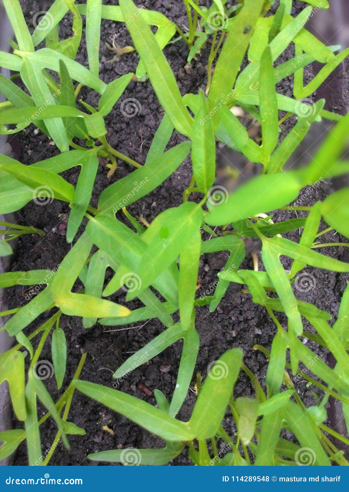 Back alley stock photo. Image of alley, backyard, back - 114289548