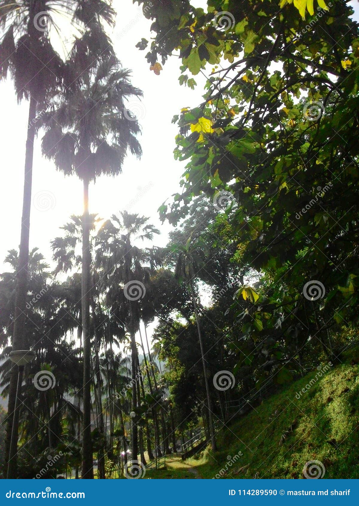 Back alley stock photo. Image of back, backyard, garden - 114289590