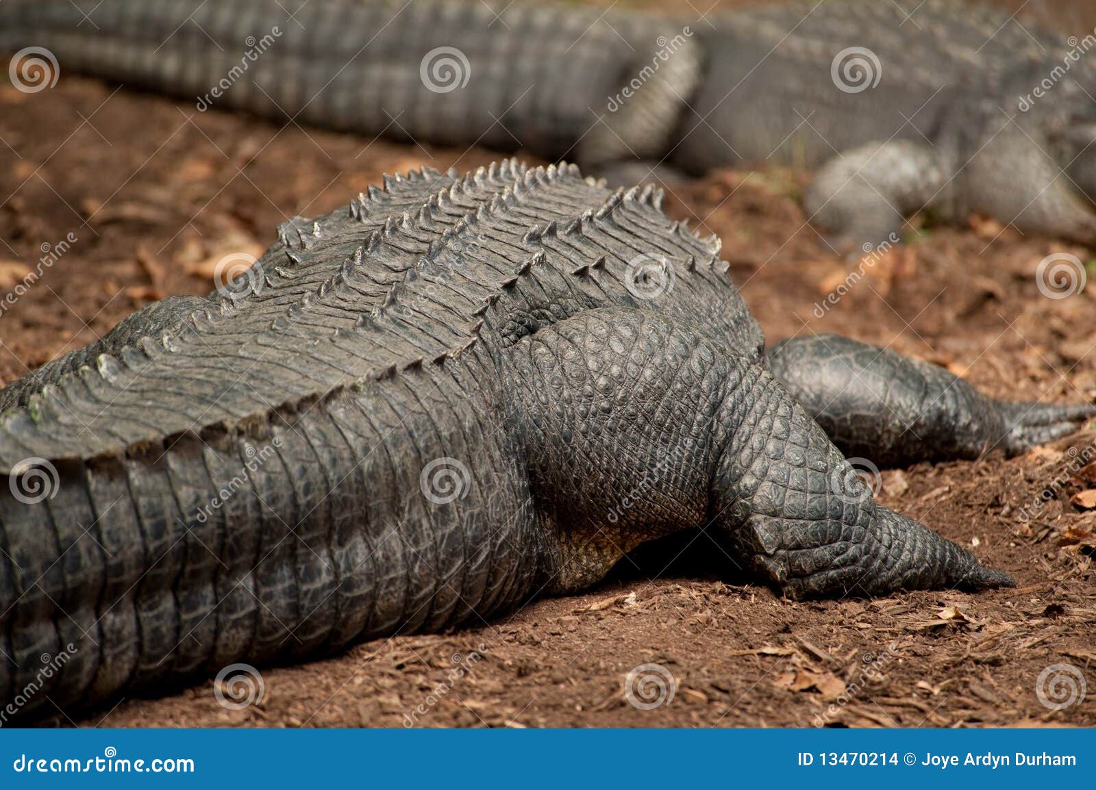 Back of alligator stock photo. Image of safari, detail - 13470214