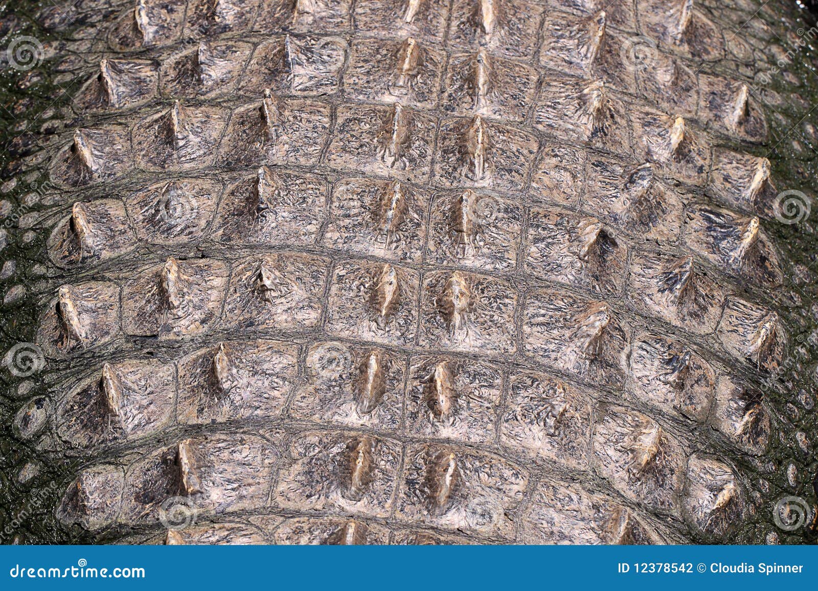 Back of an American Alligator Stock Photo - Image of hide, uneven: 12378542