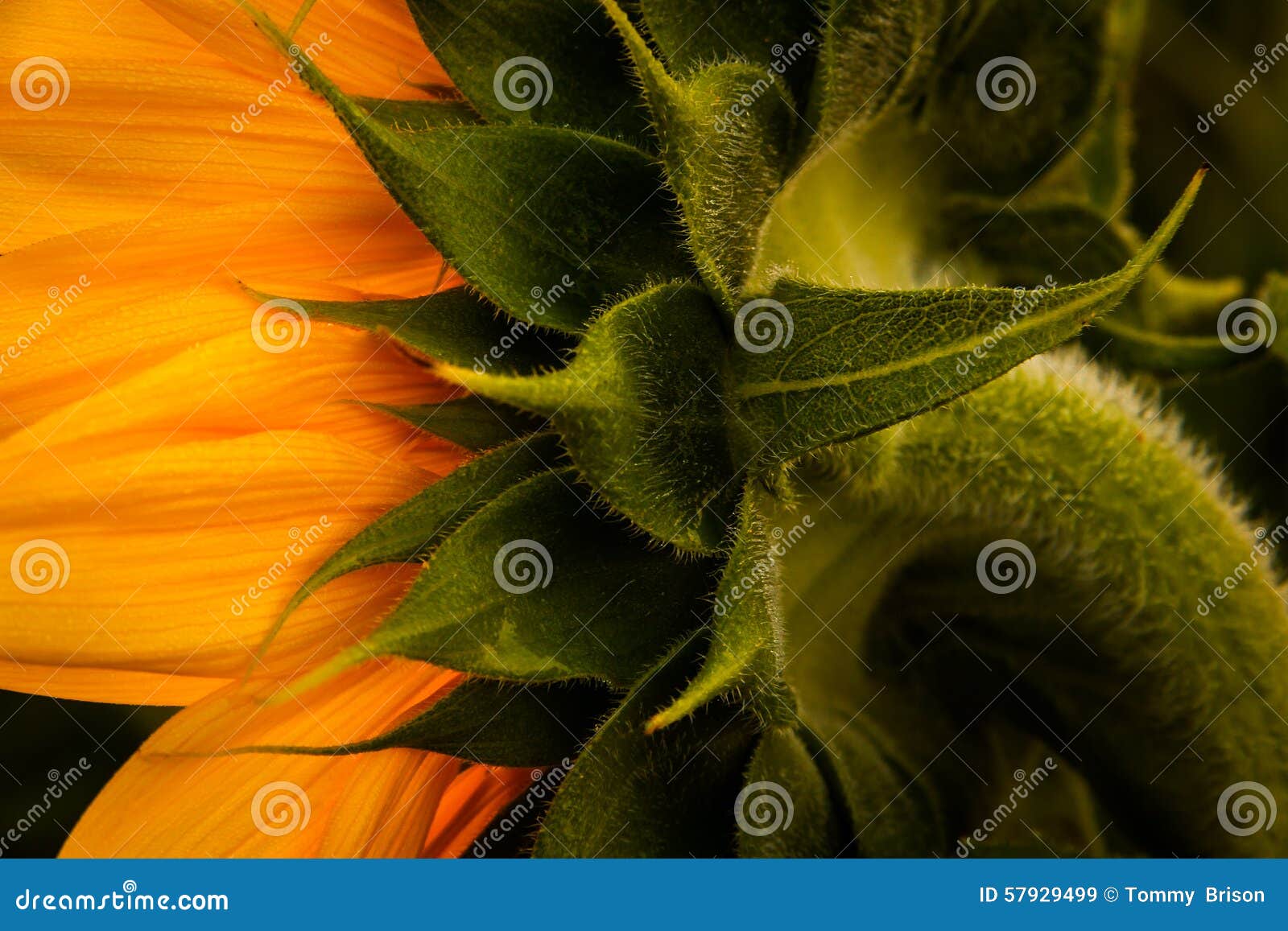 Back angle of sunflower stock image. Image of flower - 57929499
