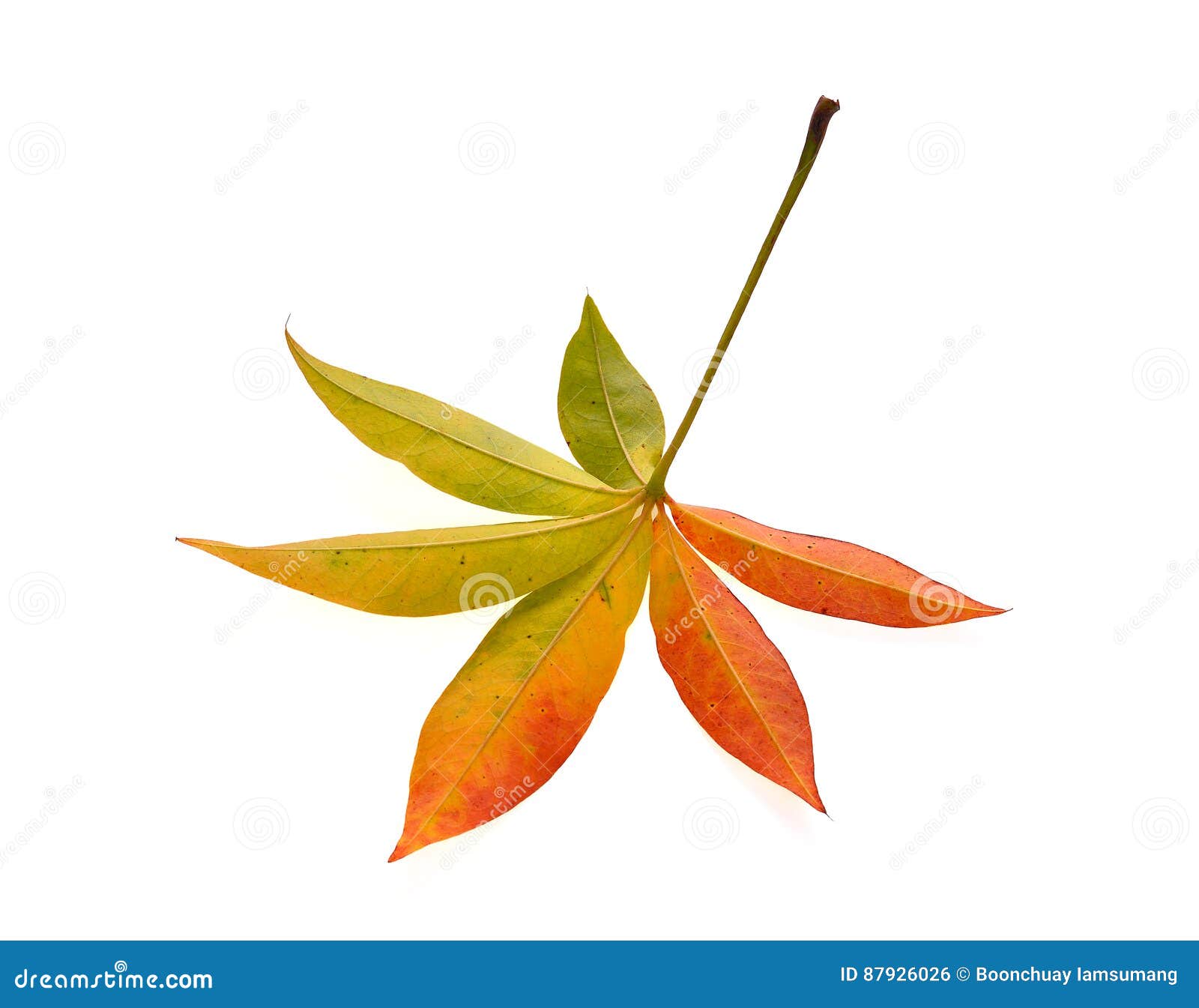 Back of Autumn Leaves Isolated on White Stock Photo - Image of green ...