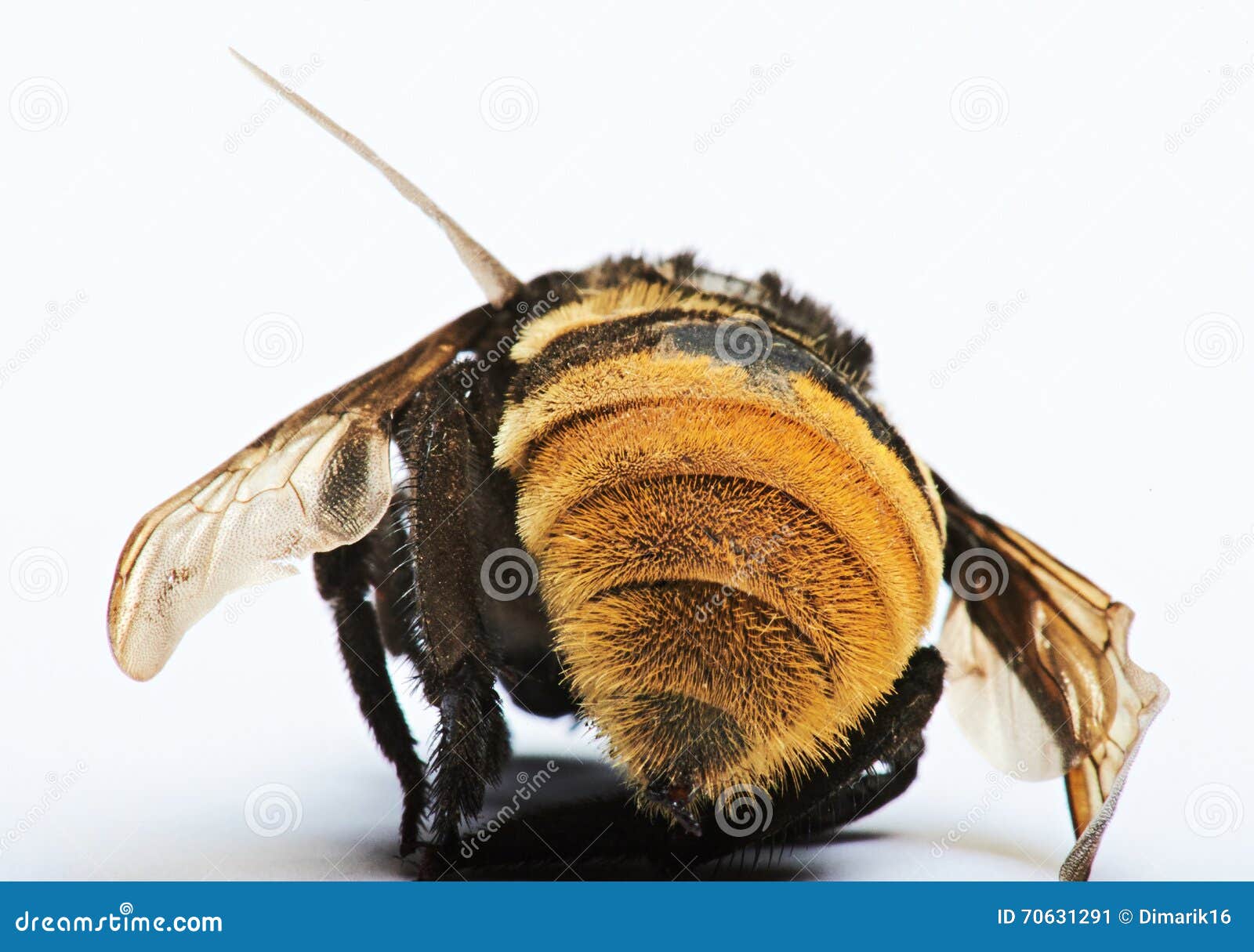 Back of bamblebee stock image. Image of macro, white - 70631291