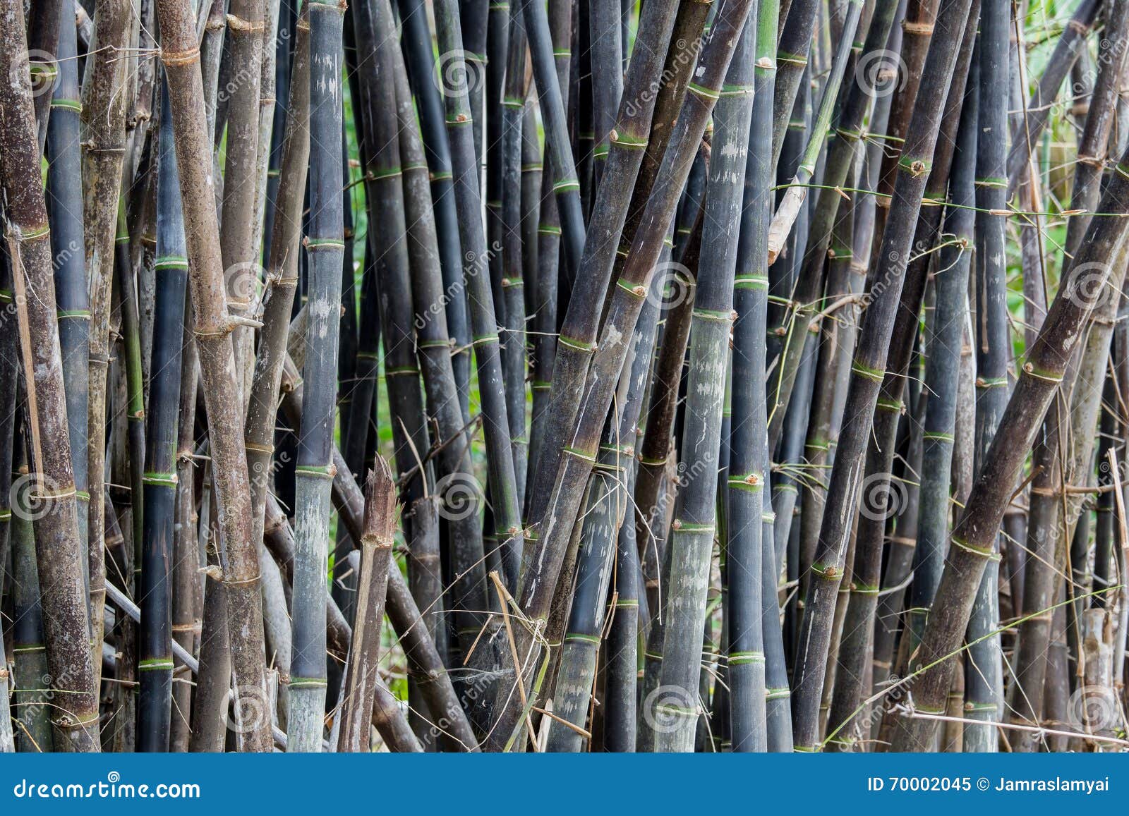 Back bamboo stock image. Image of back, black, closeup - 70002045