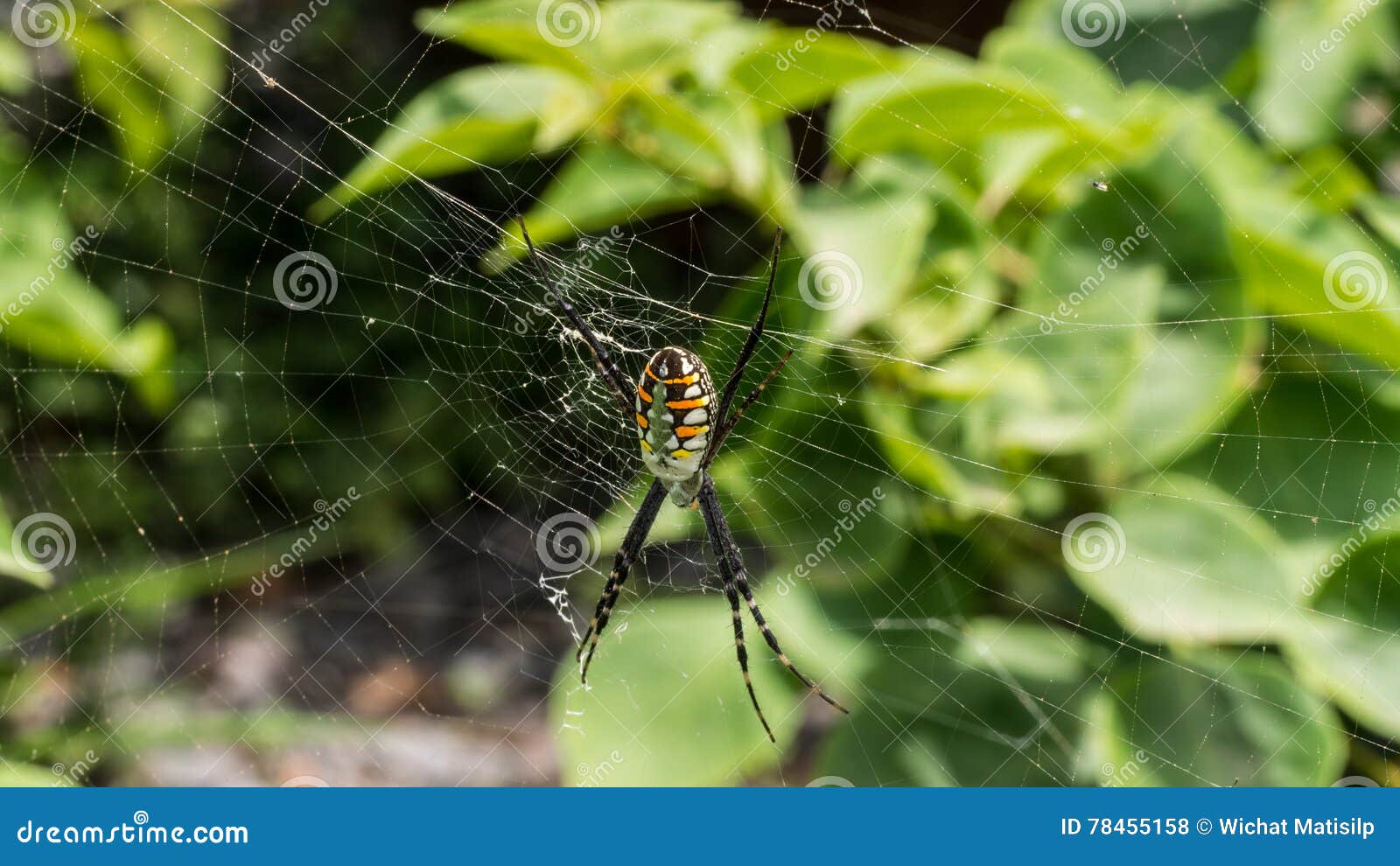 Back of the Big Spider stock photo. Image of macro, drop - 78455158