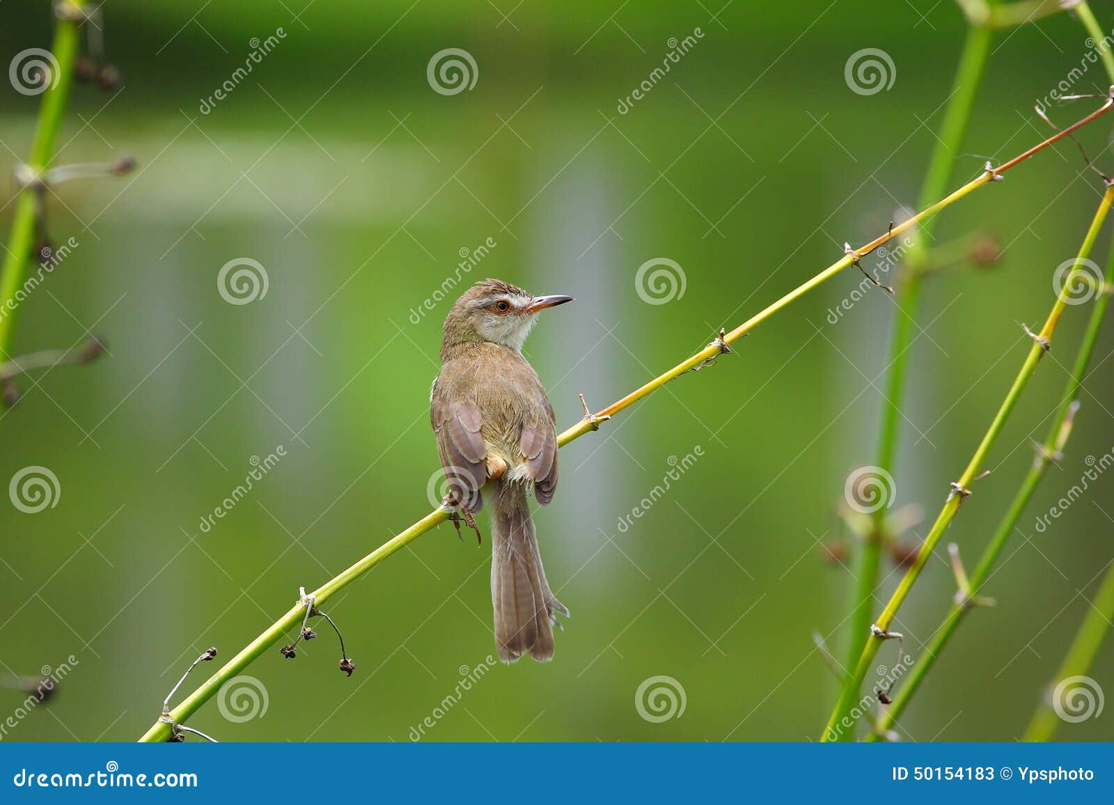 The back of bird on branch stock image. Image of animal - 50154183