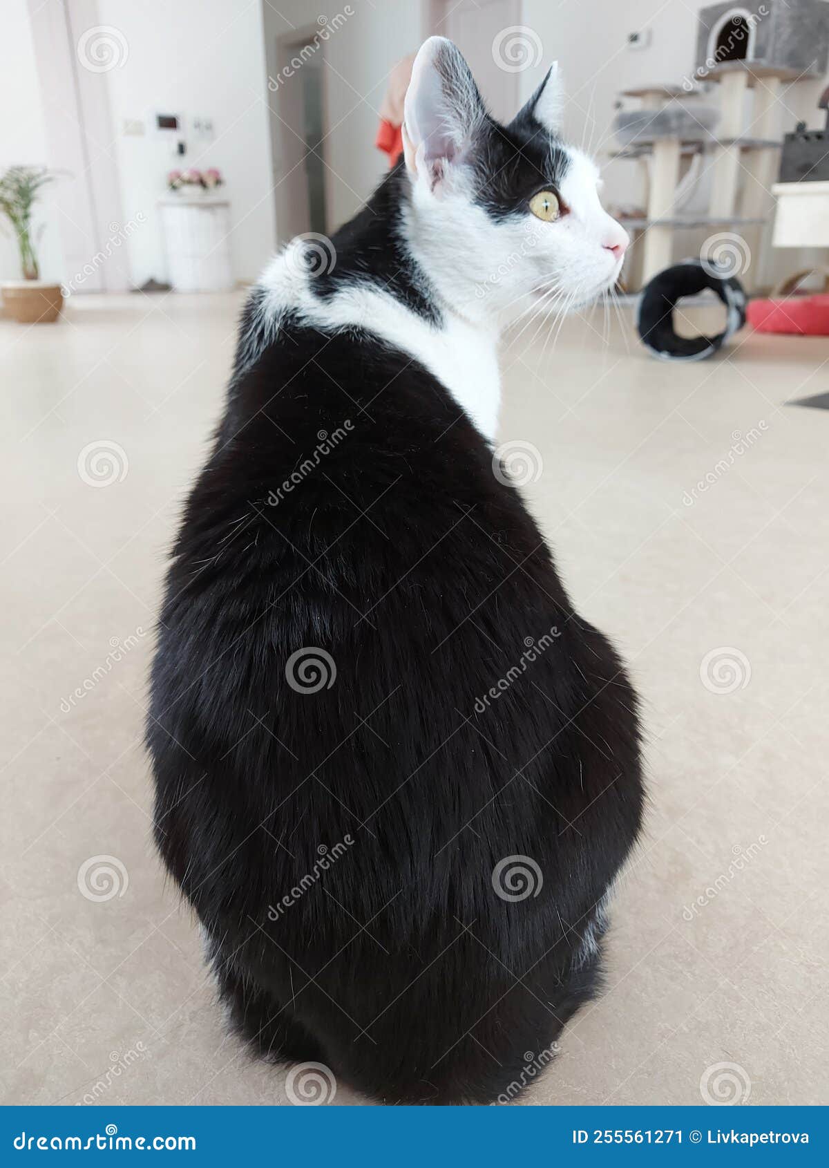 Back Black Cat& X27;s Pose and View Photography Stock Image - Image of ...